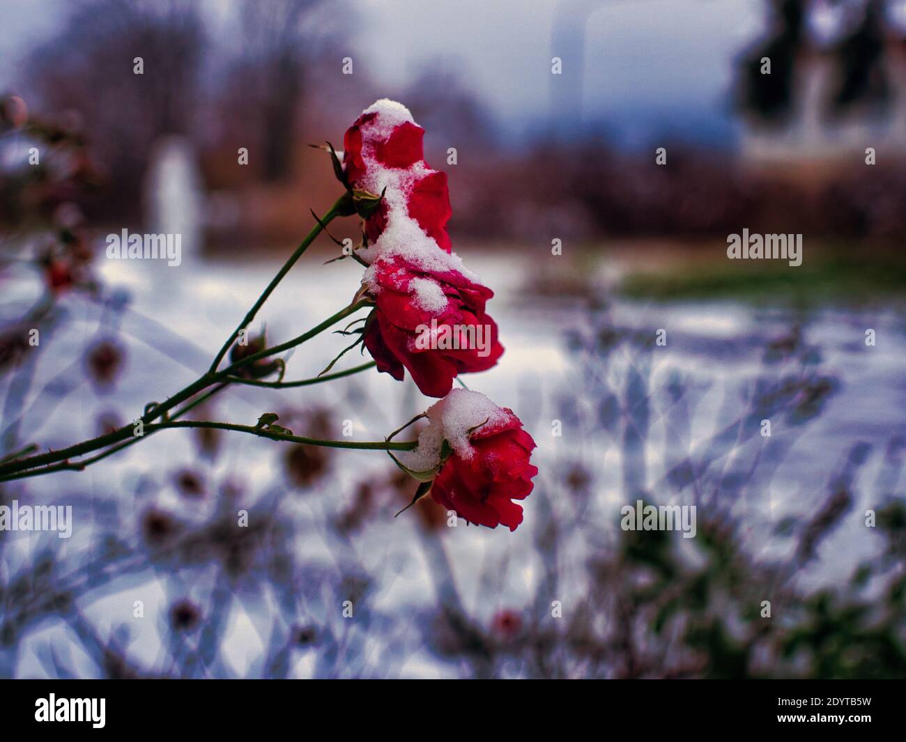 Red roses in the snow hi-res stock photography and images - Alamy