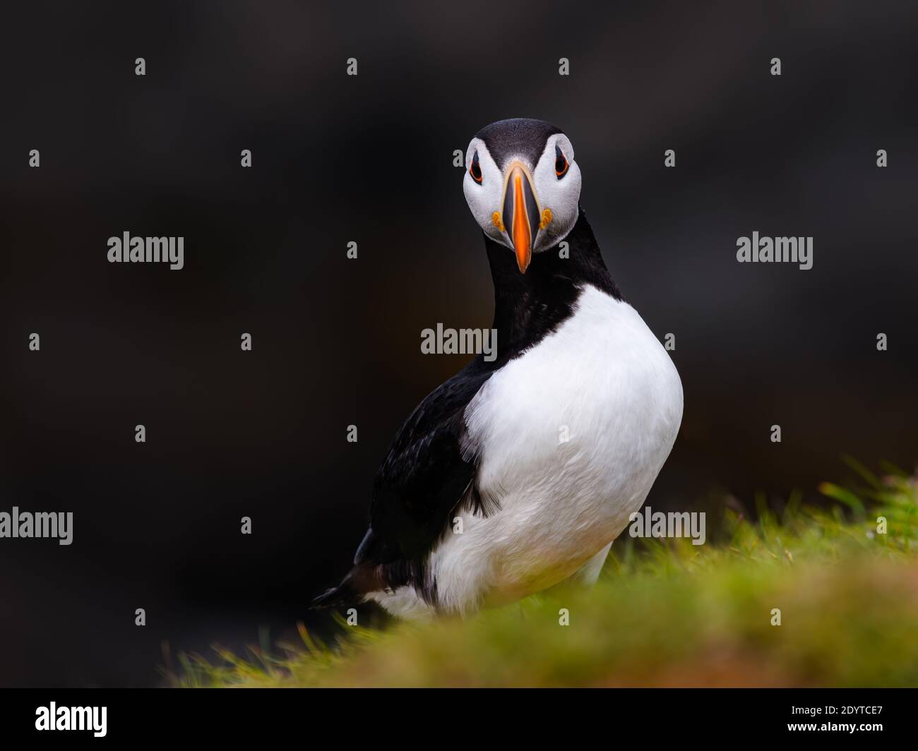Atlantic Puffin Closeup Portrait on Dark Background Stock Photo - Alamy
