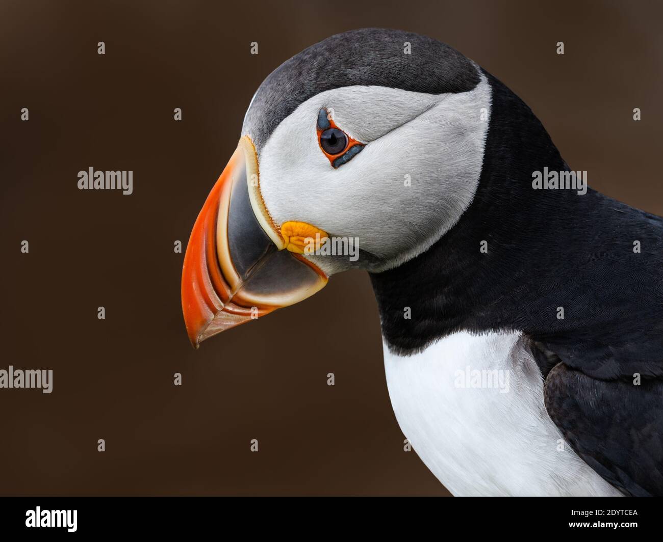 Puffin headshot hi-res stock photography and images - Alamy