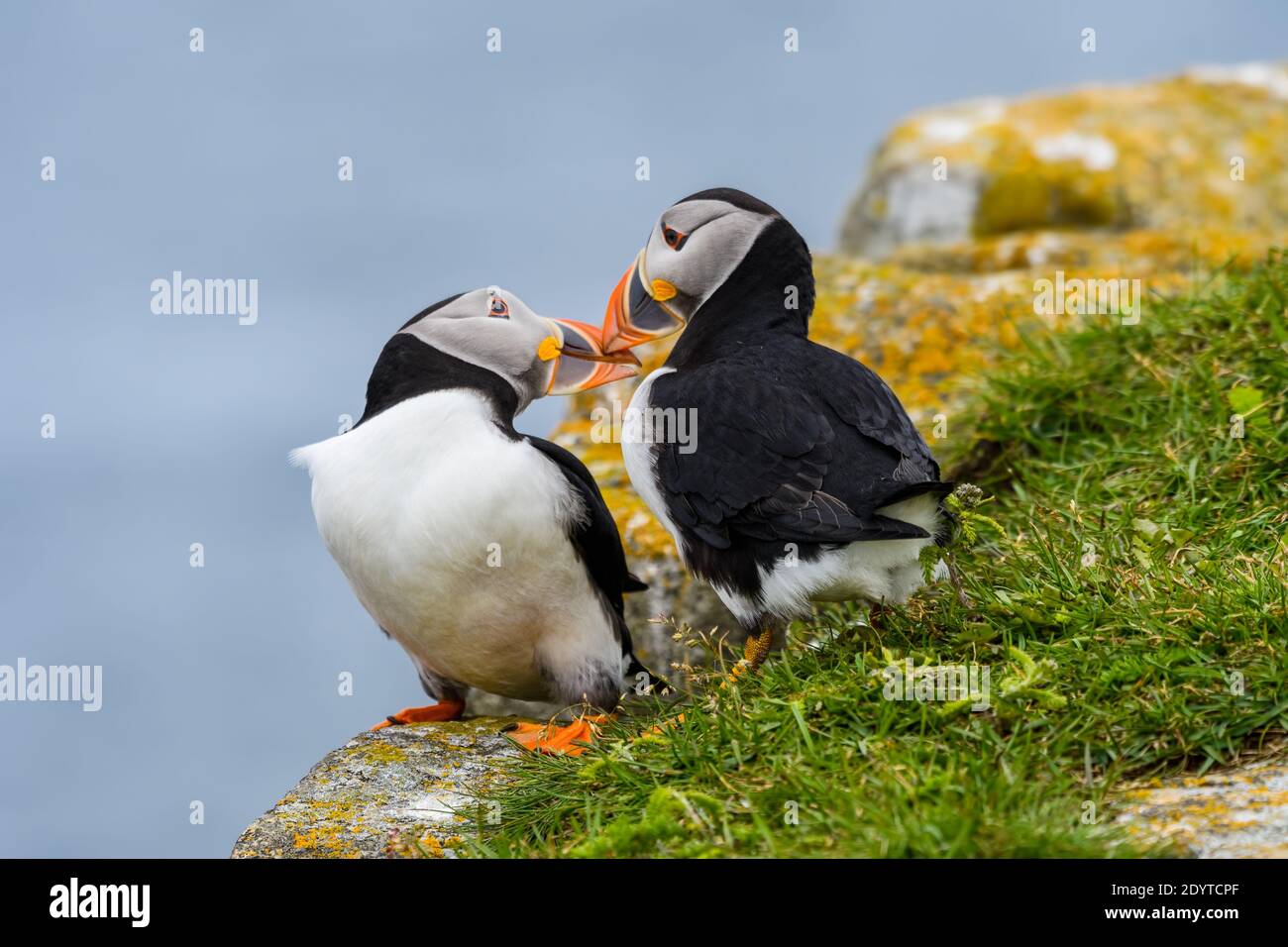 Two Atlantic Puffins Kissing, Portrait Stock Photo - Alamy