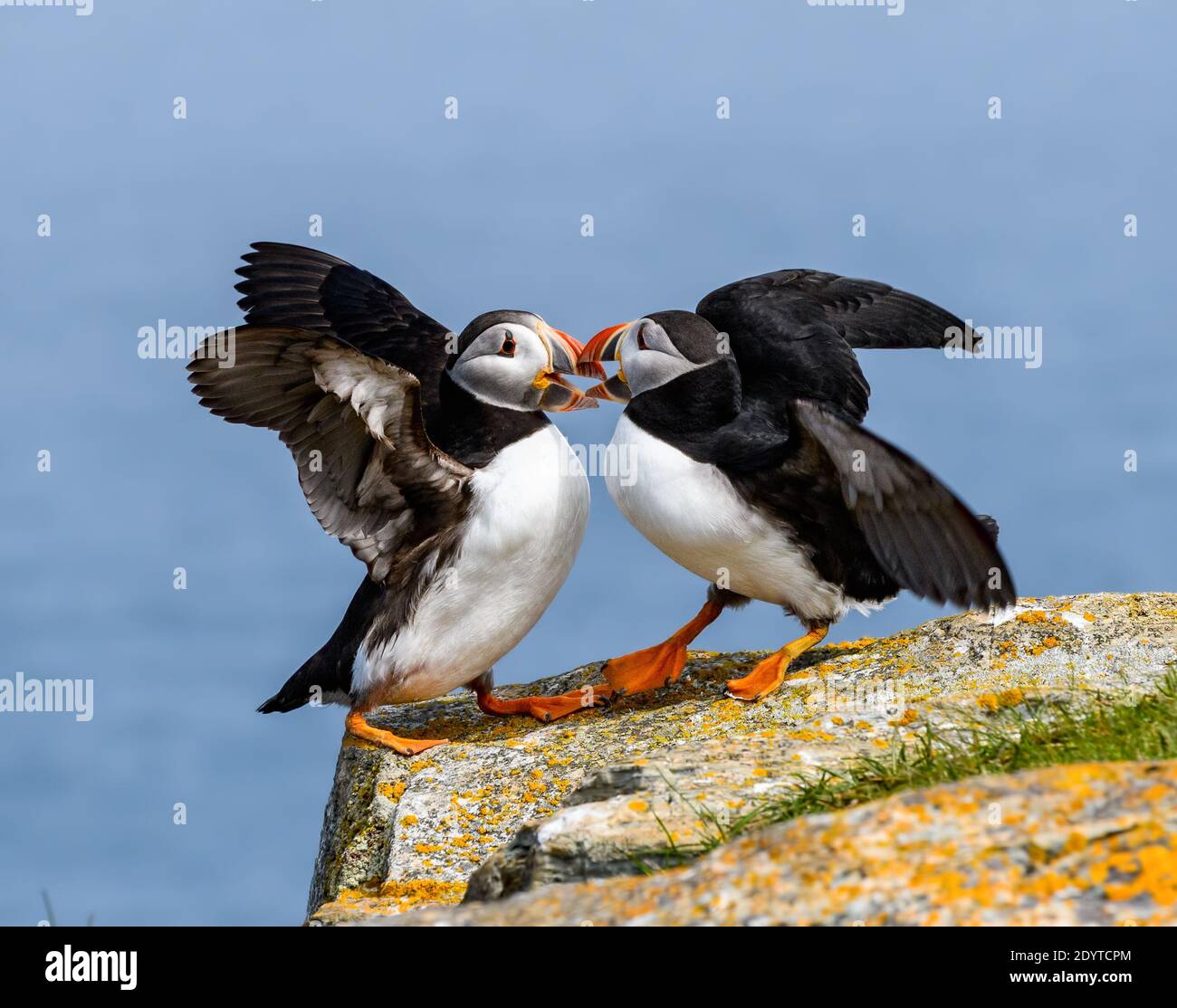 Kissing puffins hi-res stock photography and images - Alamy