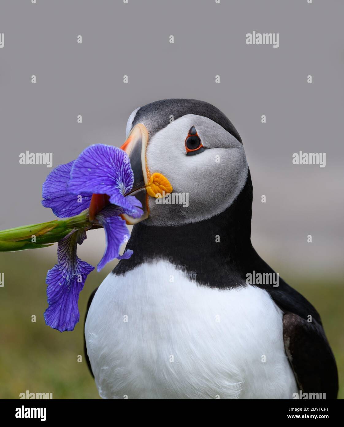 Atlantic Puffin Holding a Wild Iris ,Closeup Portrait Stock Photo - Alamy