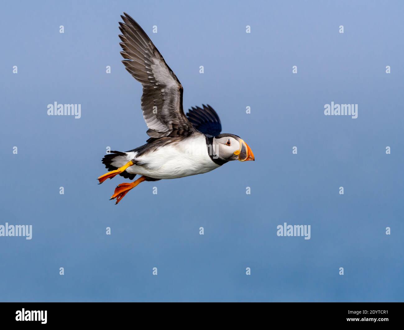 Atlantic Puffin in Flight against Blue Ocean water Stock Photo - Alamy