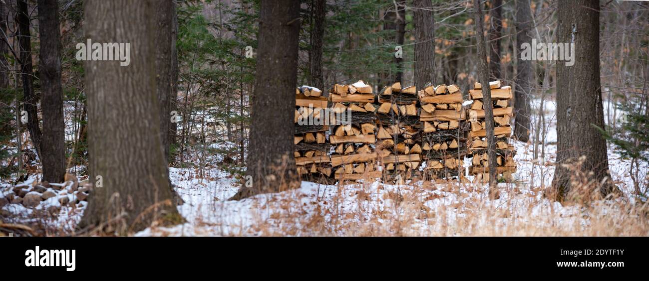 Stacked split firewood in a snow covered forrest in Wisconsin ...