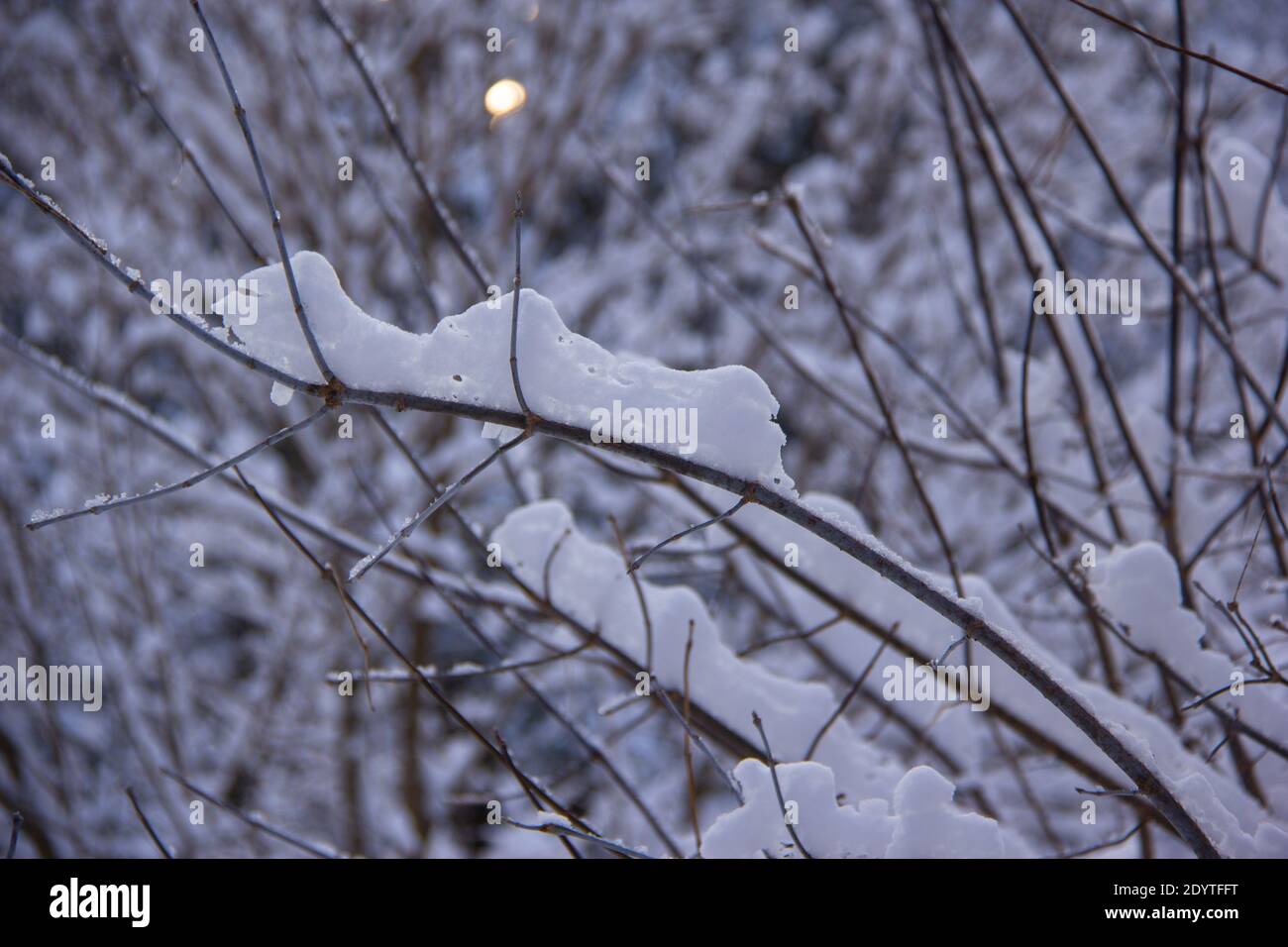 Snow on a branch Stock Photo - Alamy