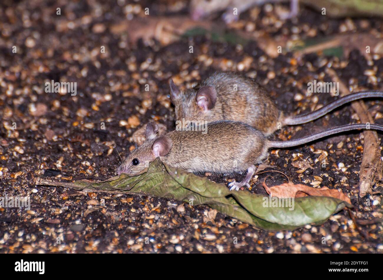 Yard Rodents Of Minnesota Identification