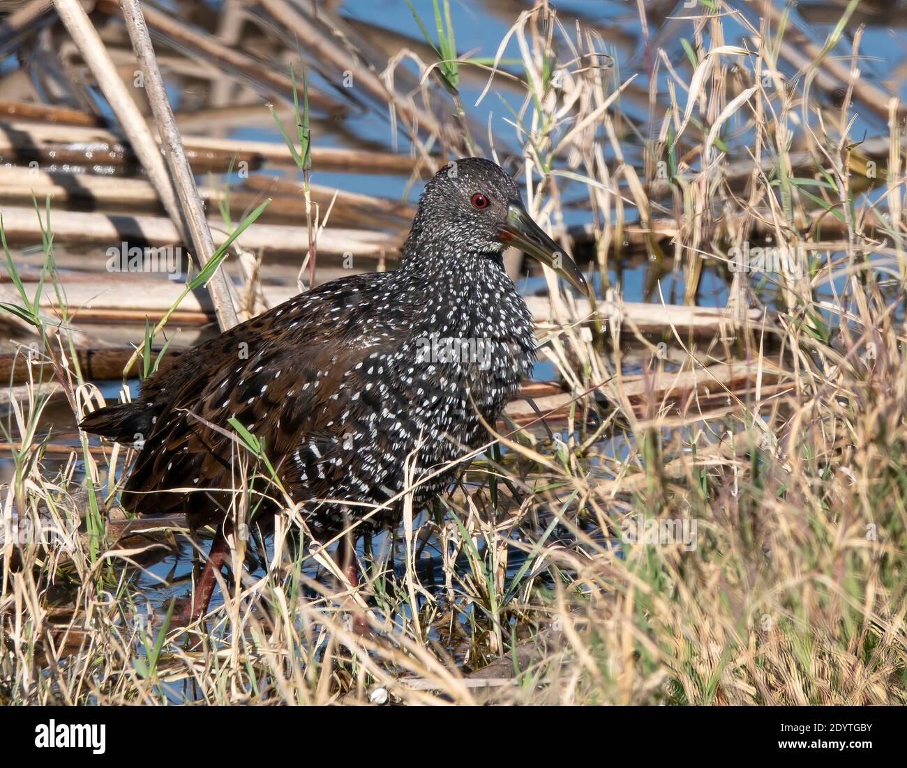 Rare Spotted Rail at Choke Canyon, Texas Stock Photo - Alamy