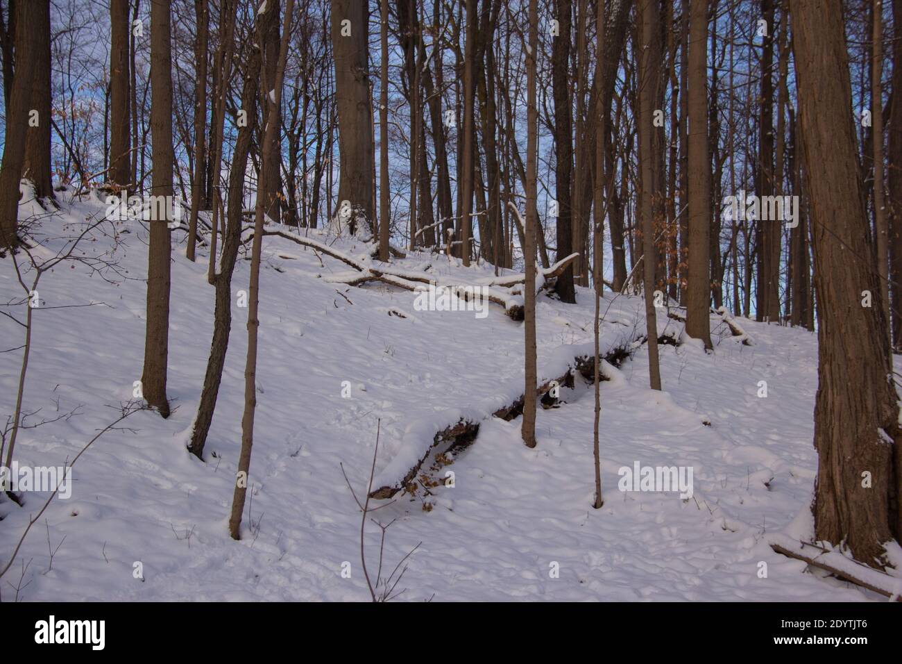 Fresh snowfall in a park Stock Photo - Alamy