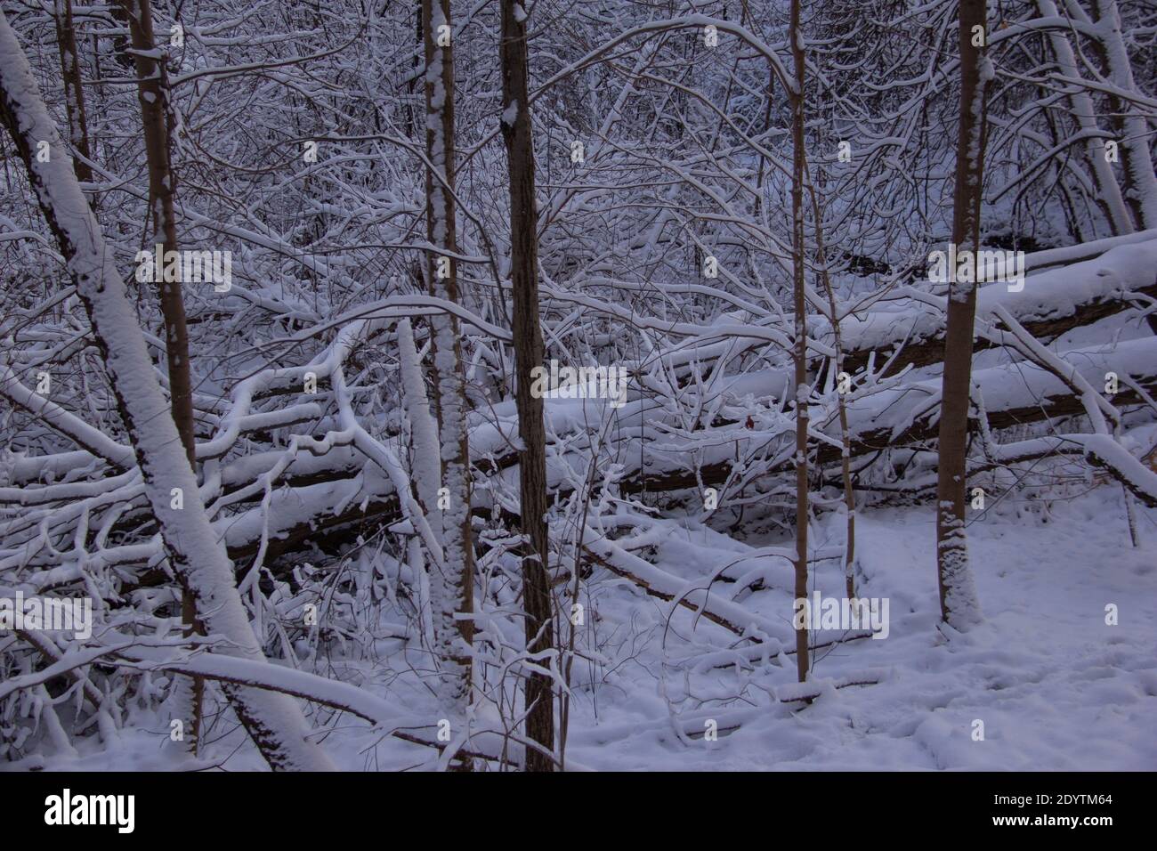 Fallen trees canada hi-res stock photography and images - Alamy