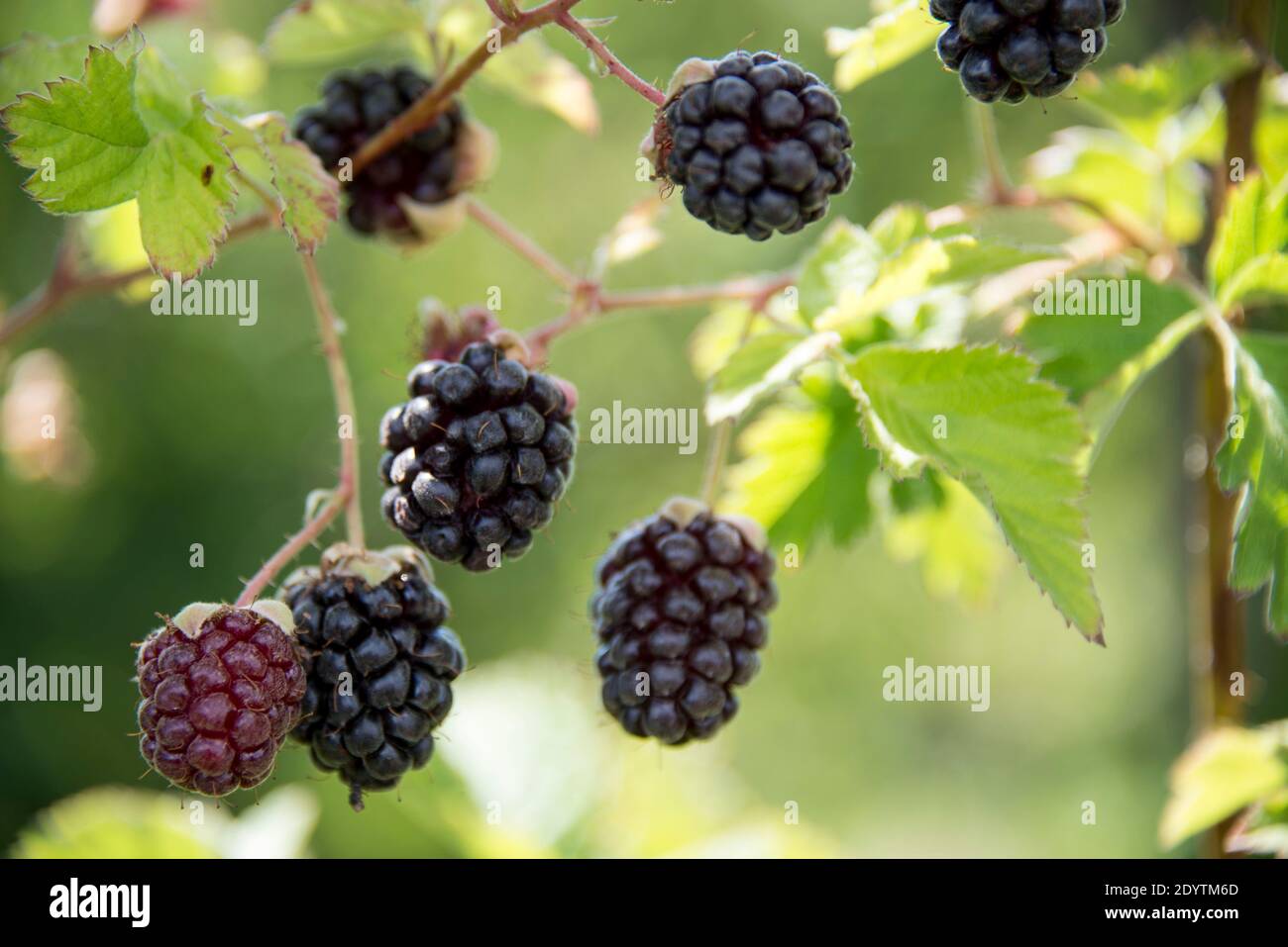 Boysenberry plant hi-res stock photography and images - Alamy