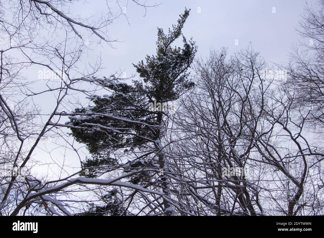 Forest frost on evergreen trees hi-res stock photography and images - Alamy