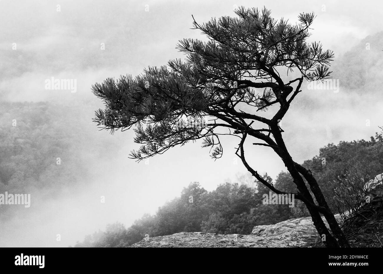 Foggy Mountain Landscape Trees Stock Photo - Alamy