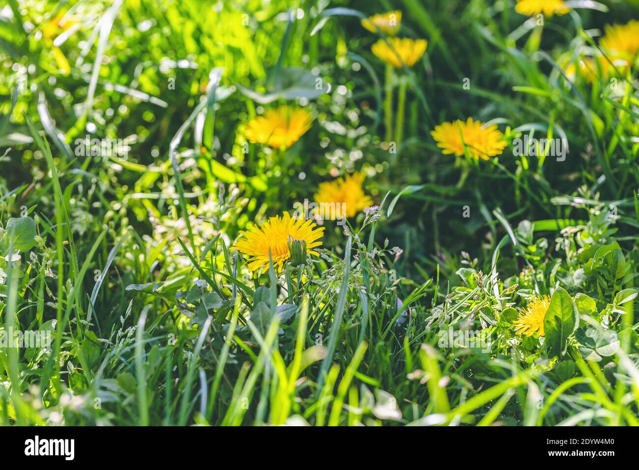 Spring yellow dandelion background. Spring concept Stock Photo - Alamy