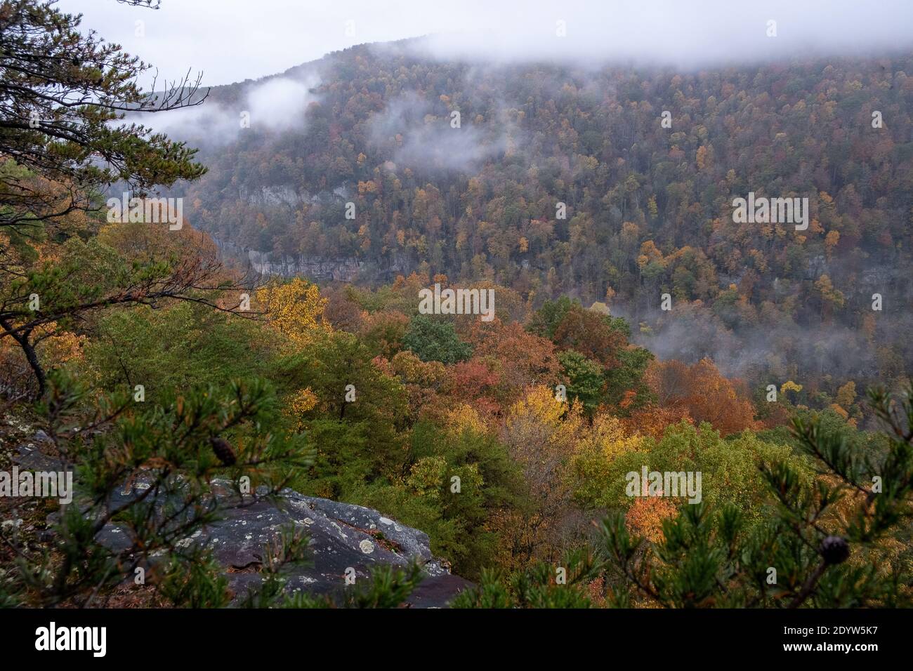 autumn fall foliage leaves and trees Stock Photo - Alamy autumn fall foliage leaves and trees Stock Photo - Alamy