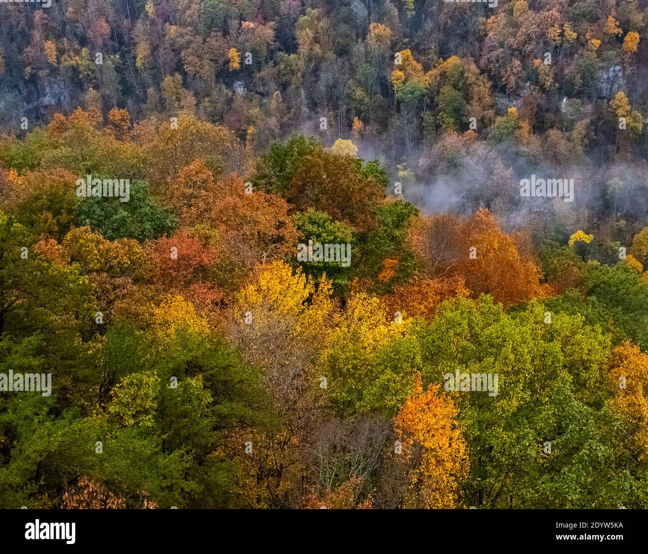 autumn fall foliage leaves and trees Stock Photo - Alamy autumn fall foliage leaves and trees Stock Photo - Alamy