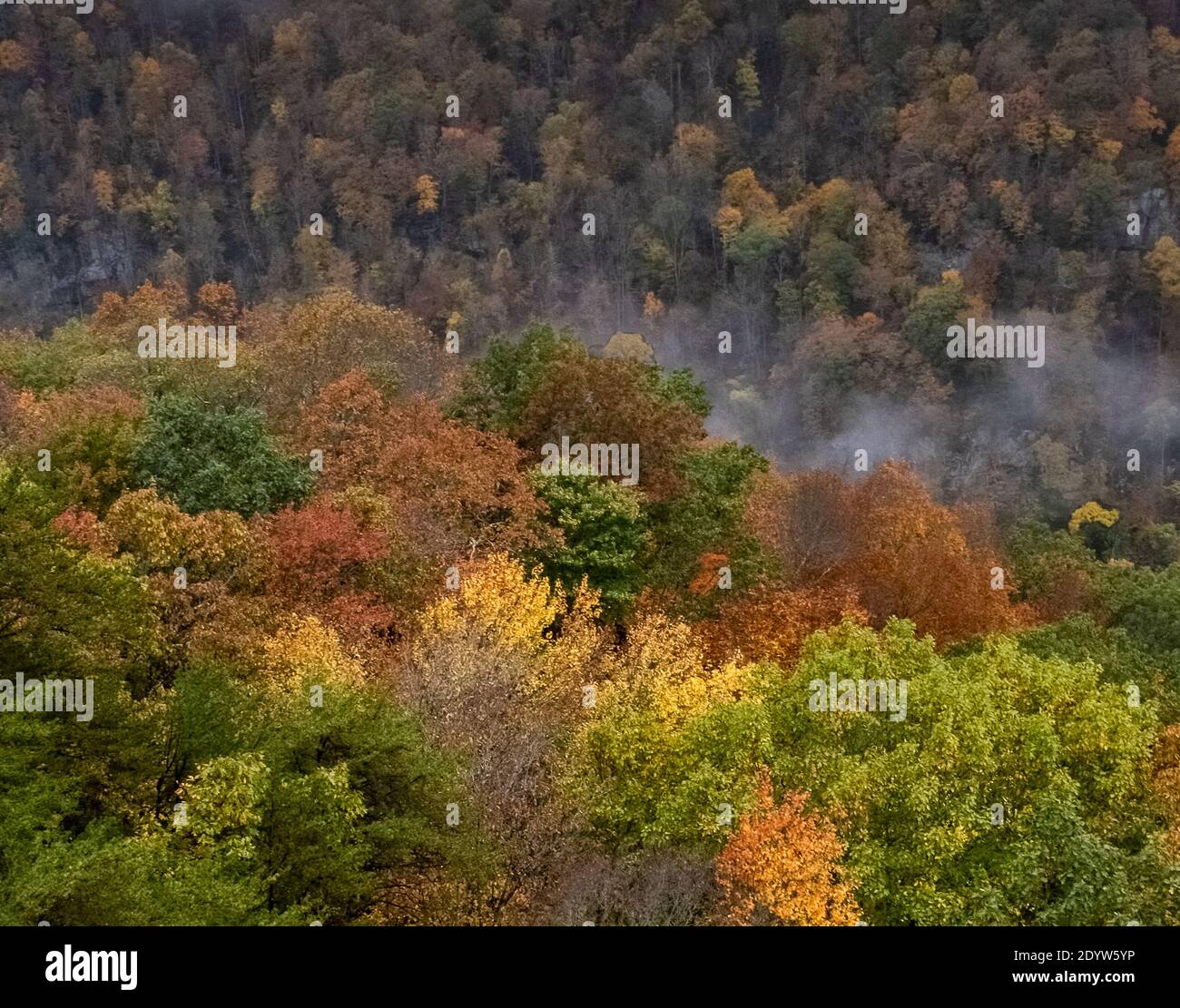 autumn fall foliage leaves and trees Stock Photo - Alamy autumn fall foliage leaves and trees Stock Photo - Alamy