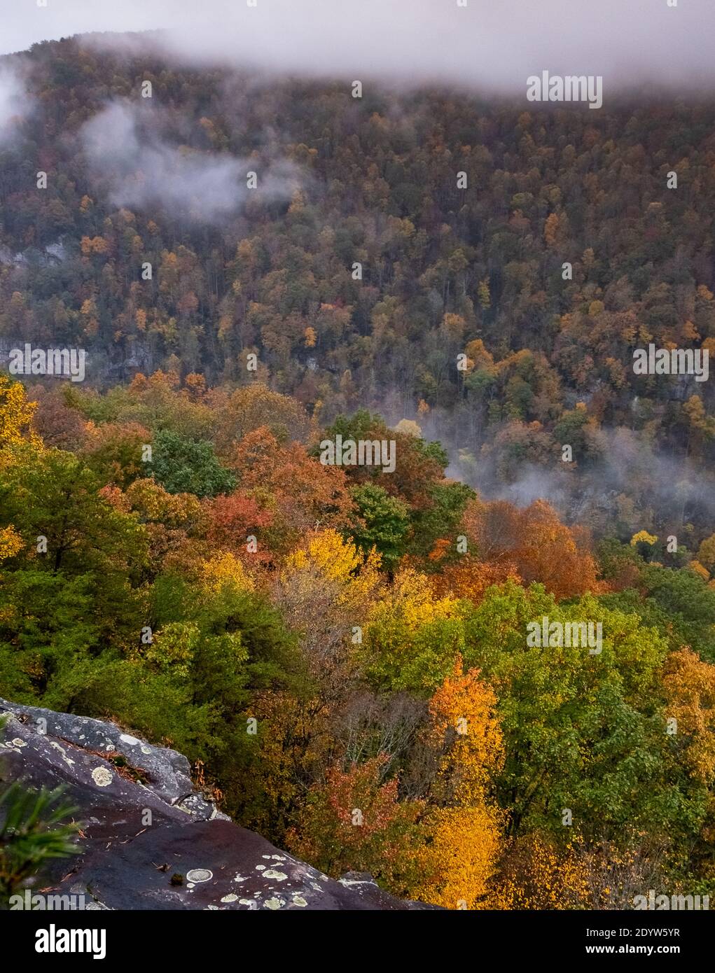 autumn fall foliage leaves and trees Stock Photo - Alamy