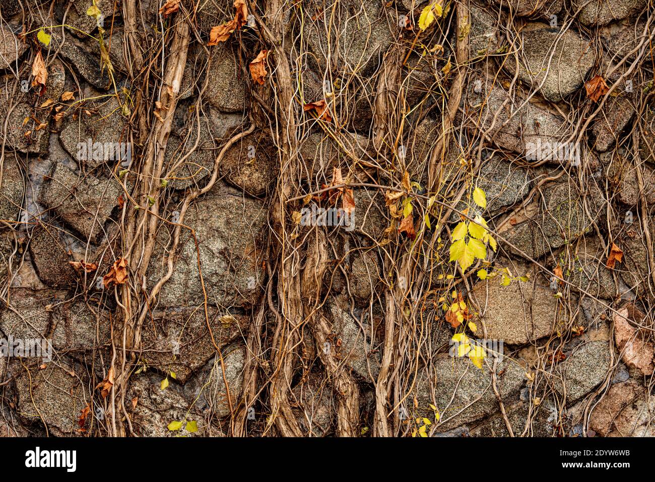 Vines on old stone wall Stock Photo - Alamy
