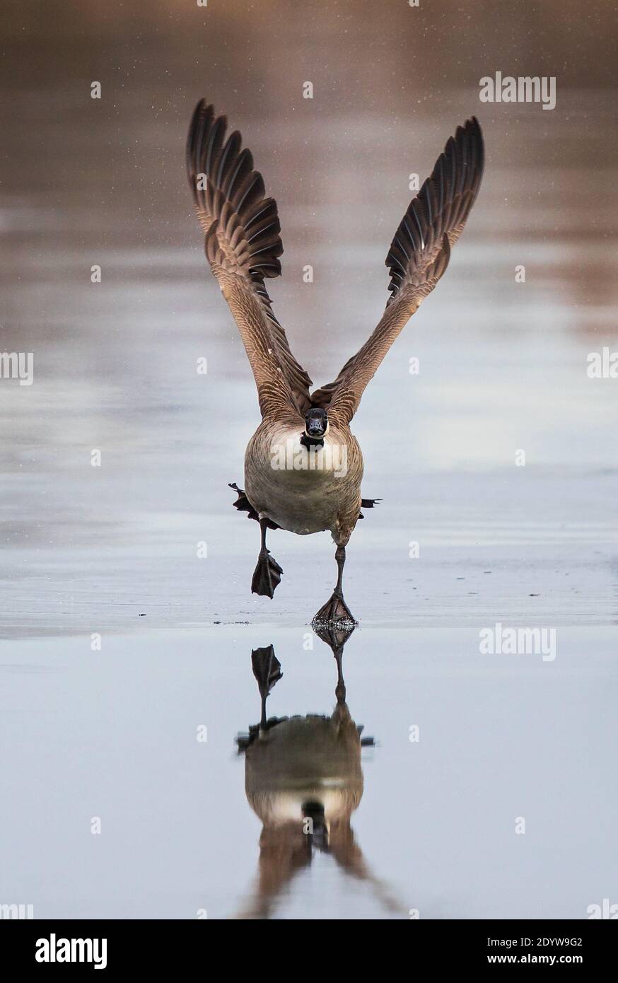 Canada geese landing on water hi-res stock photography and images - Alamy
