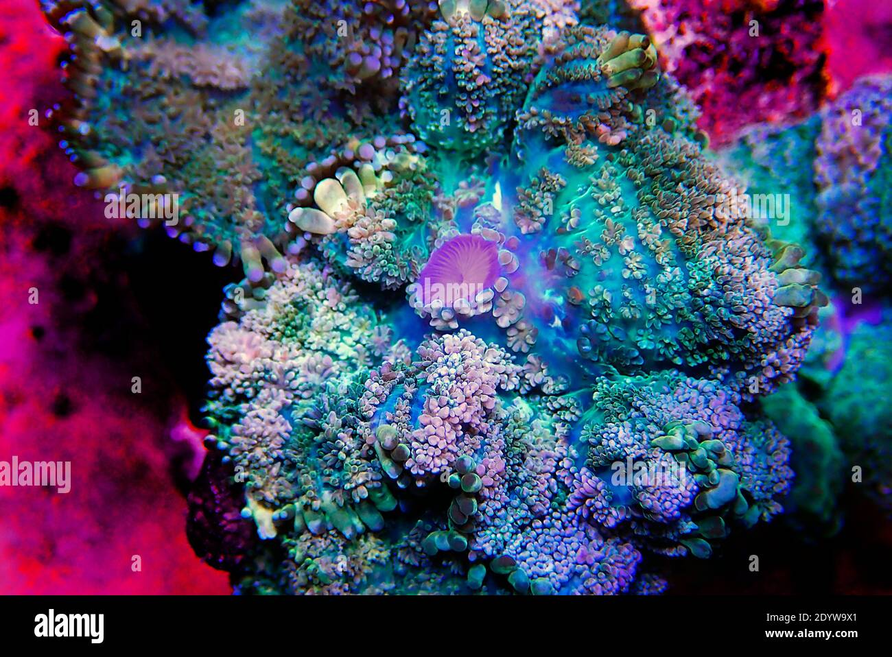 Colorful Rhodactis colony of mushroom soft corals Stock Photo - Alamy