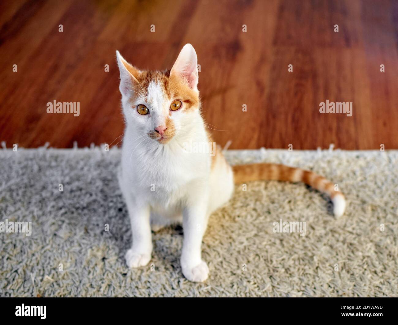 Closeup of a cute white-and-ginger tabby cat sitting on the carpet ...