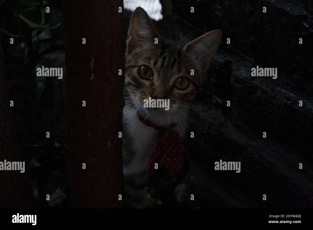 Cat hiding behind tree hi-res stock photography and images - Alamy