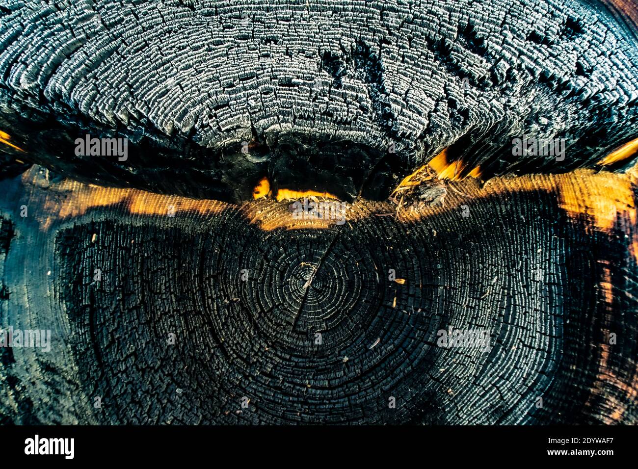 Beautiful cut of a tree with annual rings and cracks Stock Photo - Alamy
