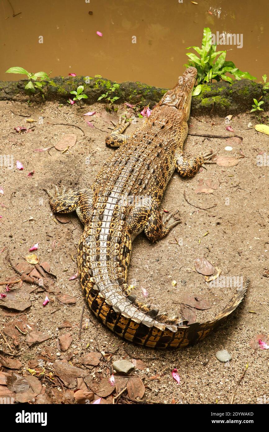 Saltwater crocodile water prey hi-res stock photography and images - Alamy