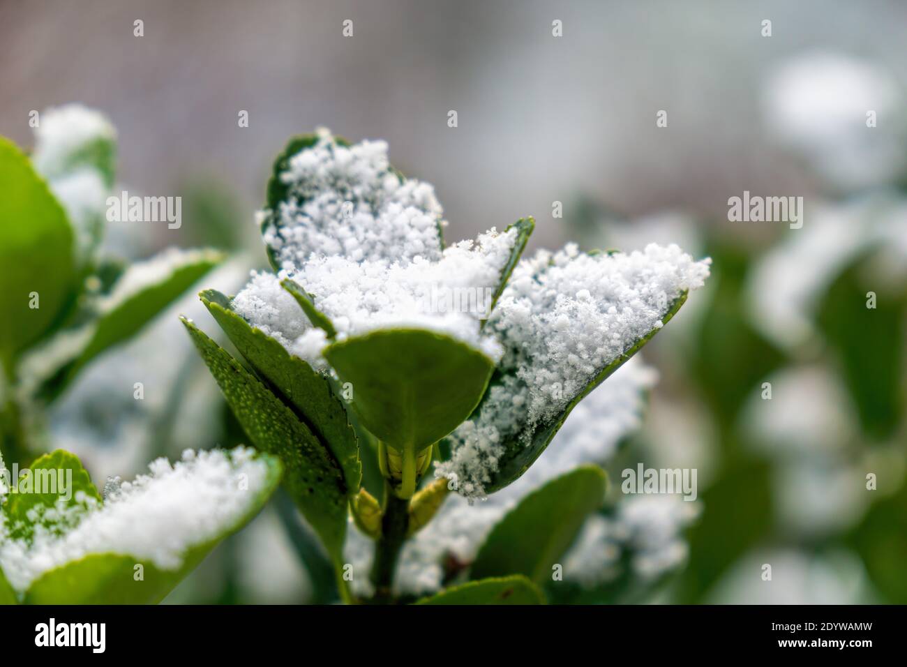 Selective focus. First snow and frost on a frozen field plants, late ...