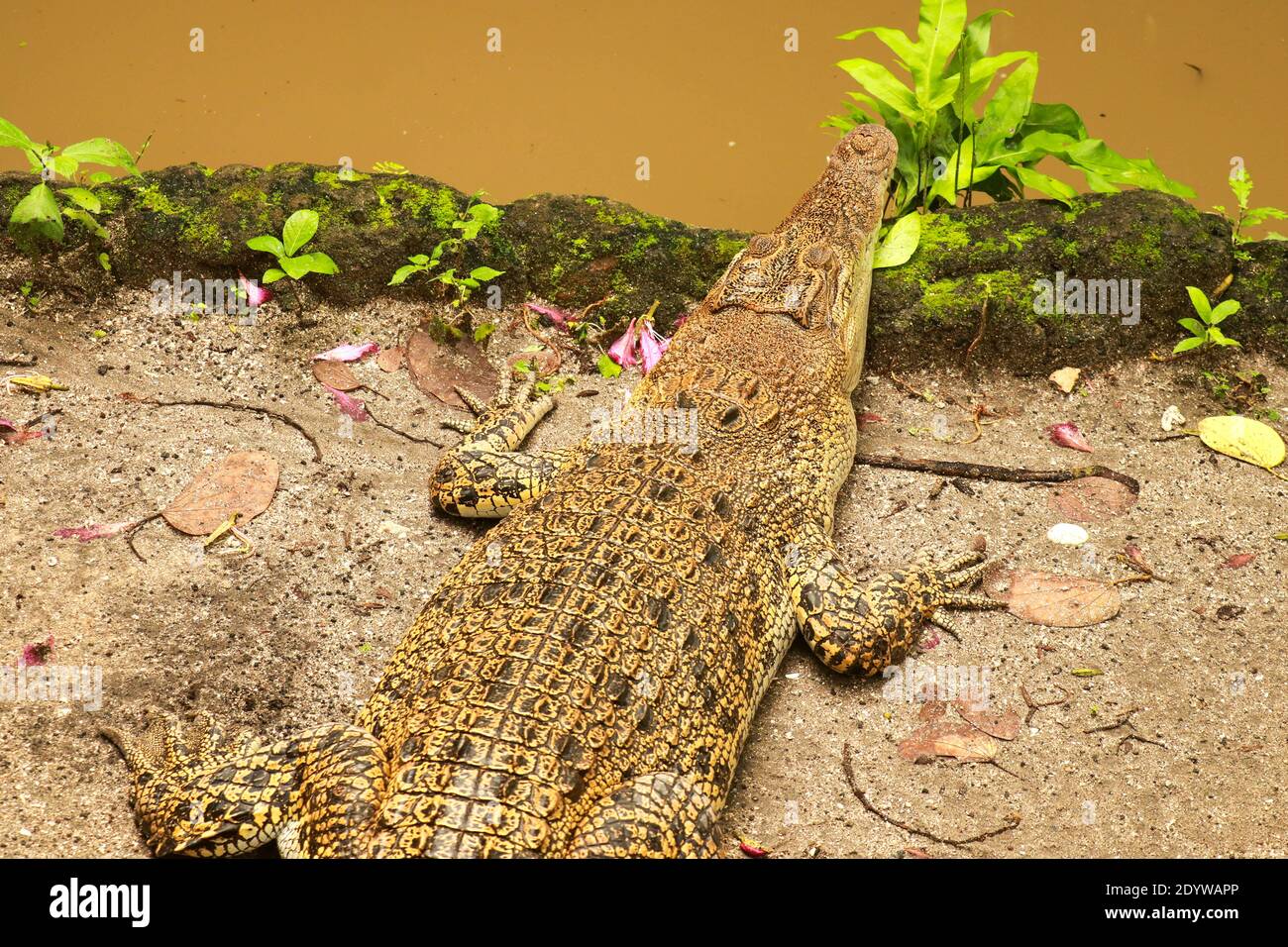 Juvenile Saltwater Crocodiles, also known as estuarine or Indo-Pacific ...