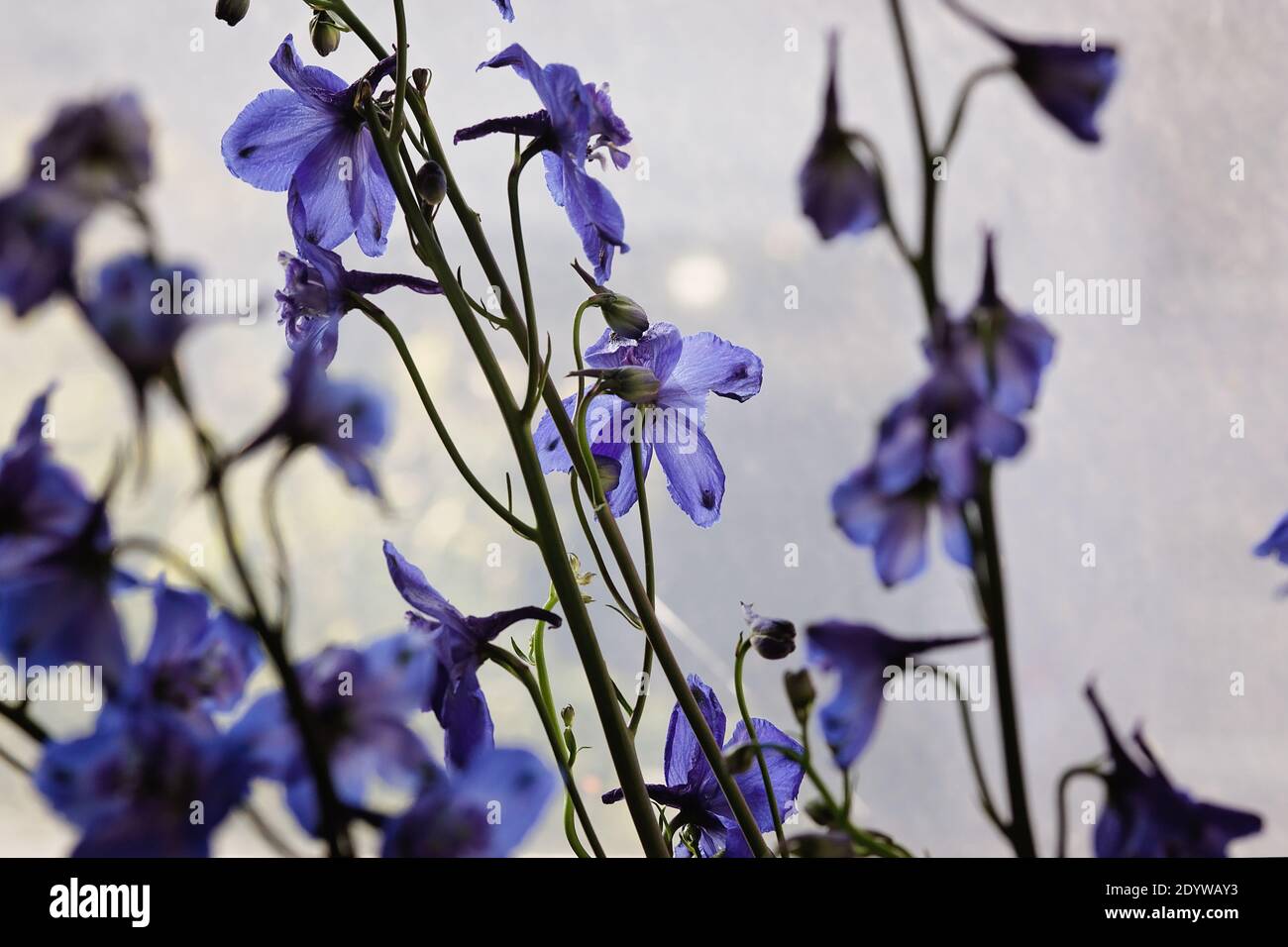 Purple Northern California Wildflower Bouquet in Front of Window Stock ...
