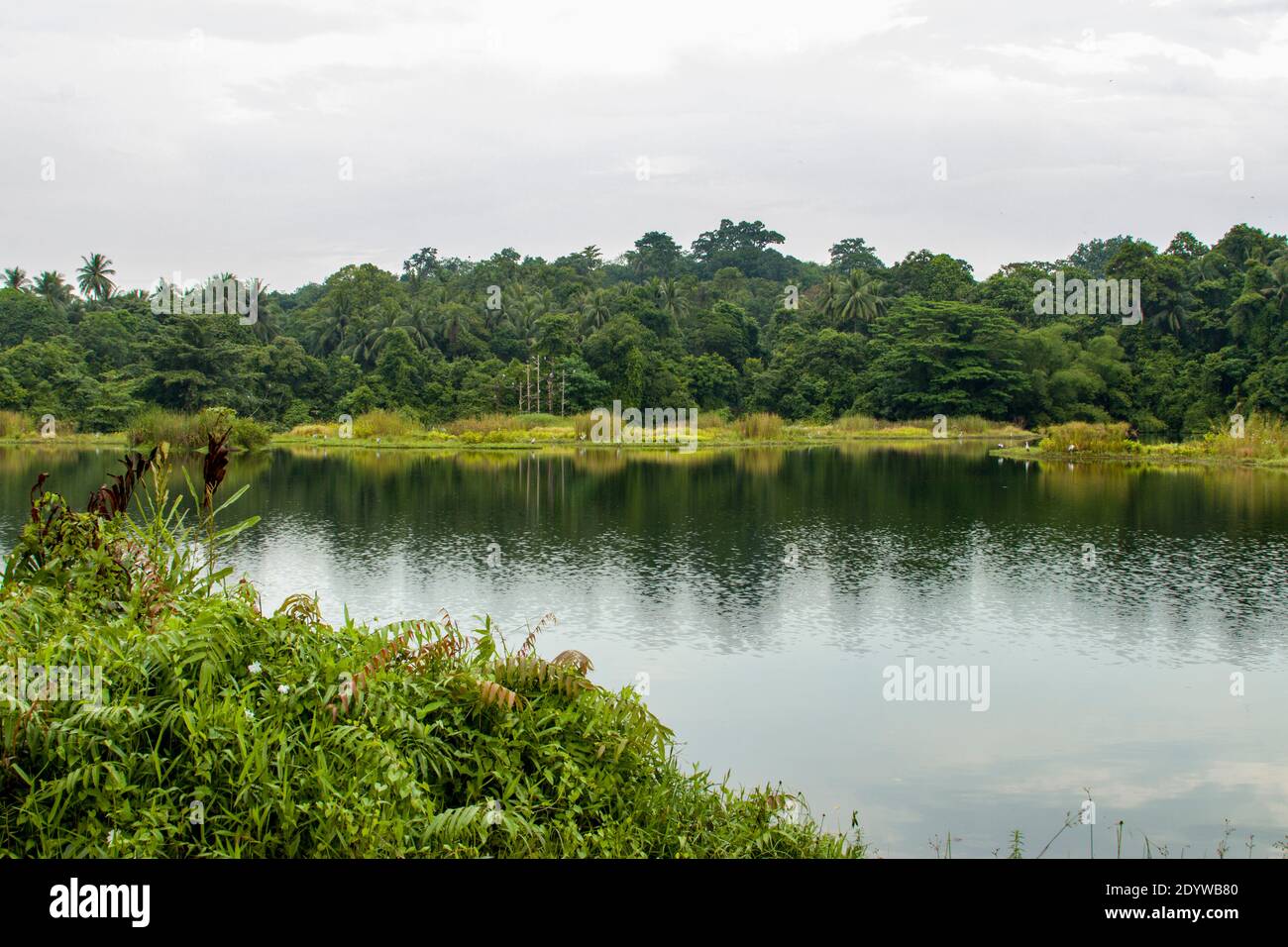Pekan Quarry lake and rainforest in pulau ubin island Singapore. The ...