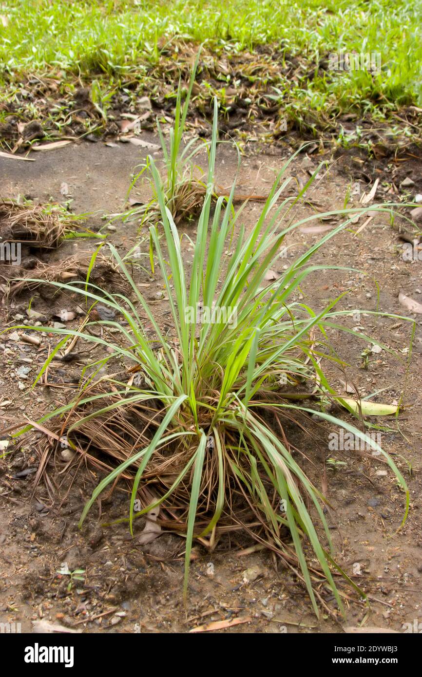 Lemongrass is an herb that is native to Sri Lanka and South India but ...