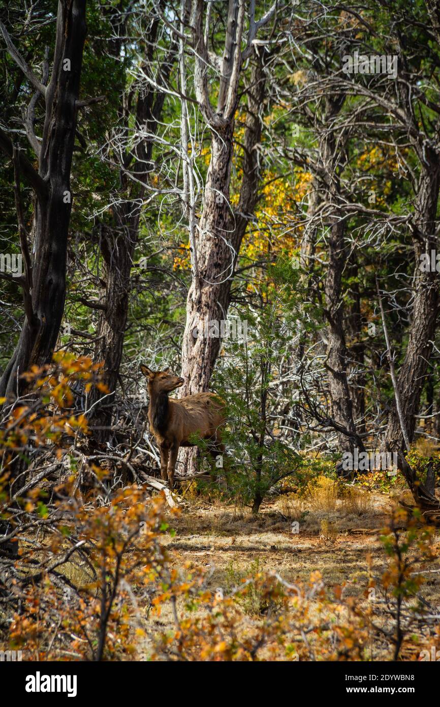 Elk in woods dry hi-res stock photography and images - Alamy