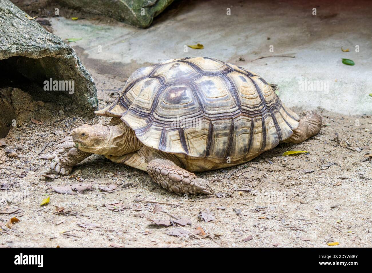 The African spurred tortoise (Centrochelys sulcata) is a species of ...
