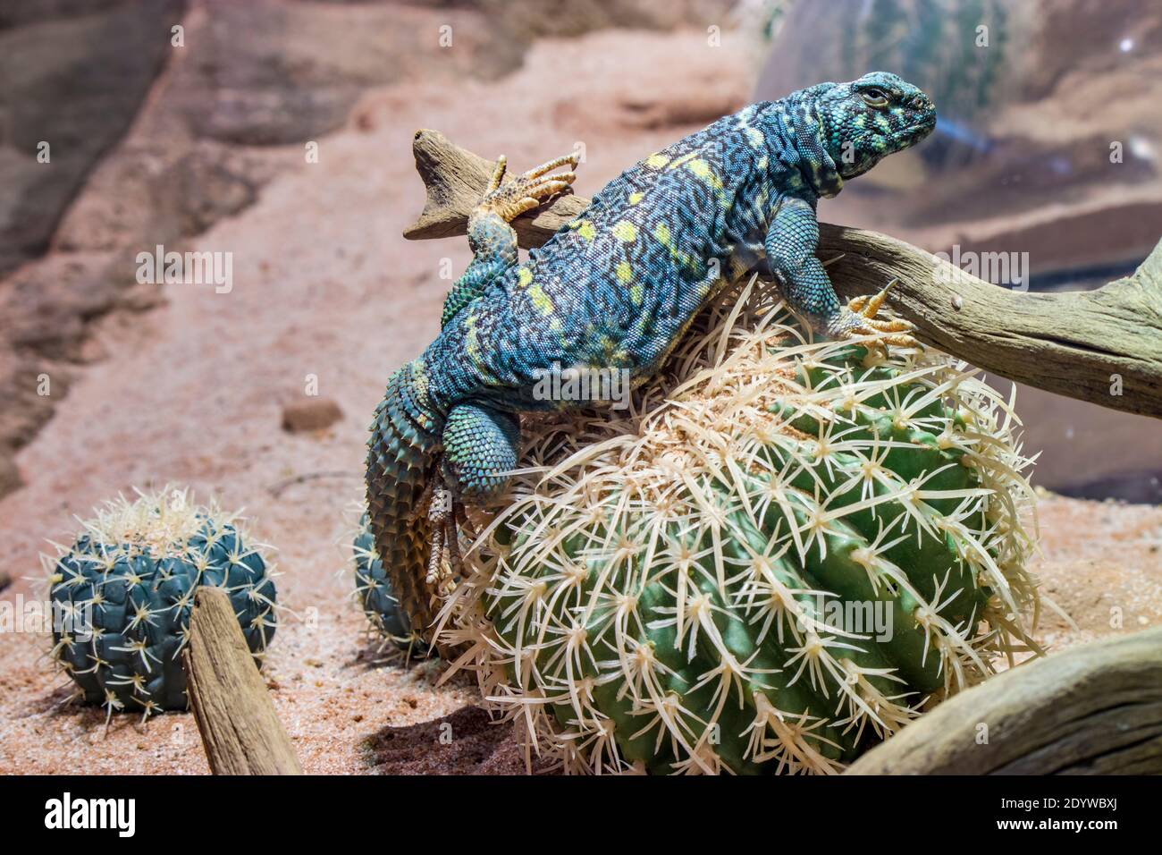 ornate mastigure (Uromastyx ornata) is on a cactus. A species of lizard ...