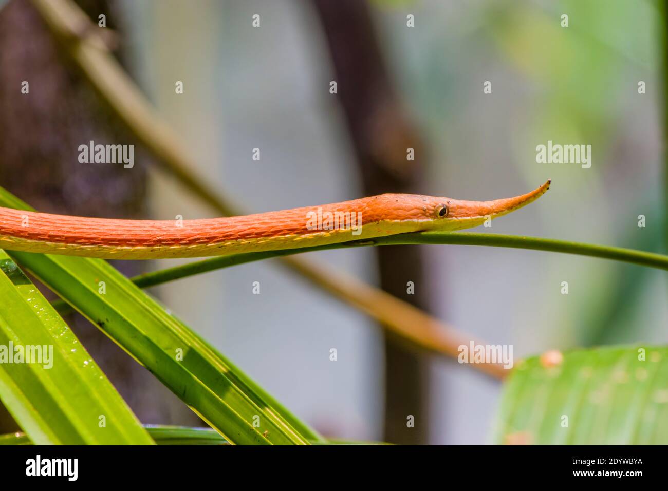 Madagascar leaf-nosed snake (Langaha madagascariensis) is a medium ...