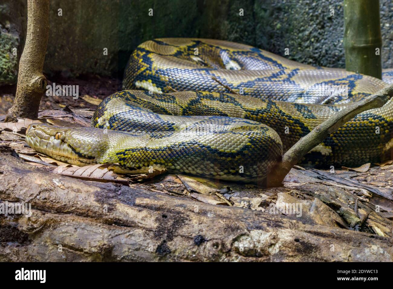 The reticulated python (Malayopython reticulatus) is a species of snake ...