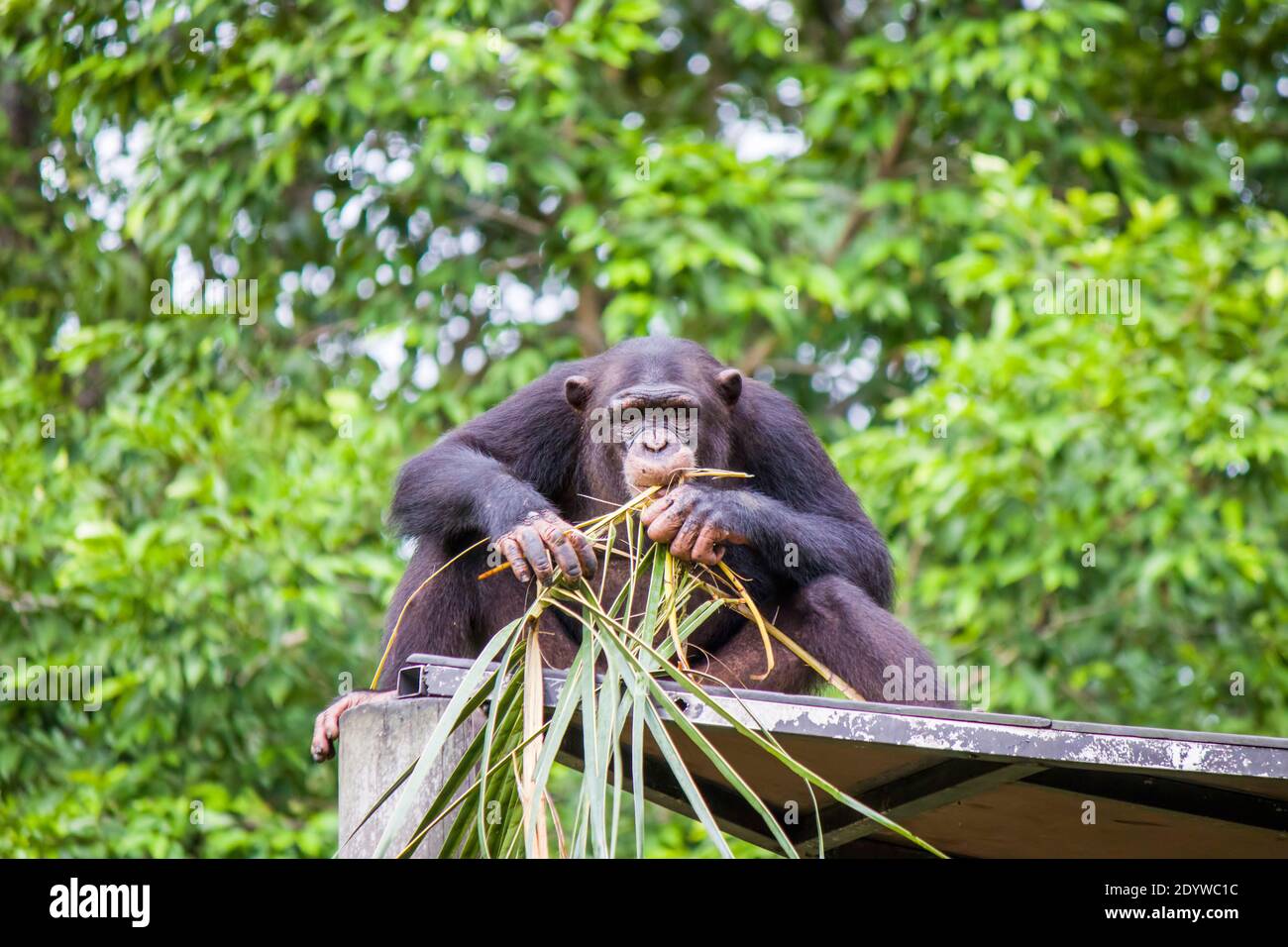 A Chimpanzee is siting and eating. The chimpanzee is a species of great ...