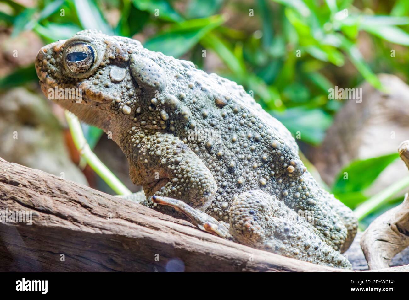 Phrynoidis asper hi-res stock photography and images - Alamy