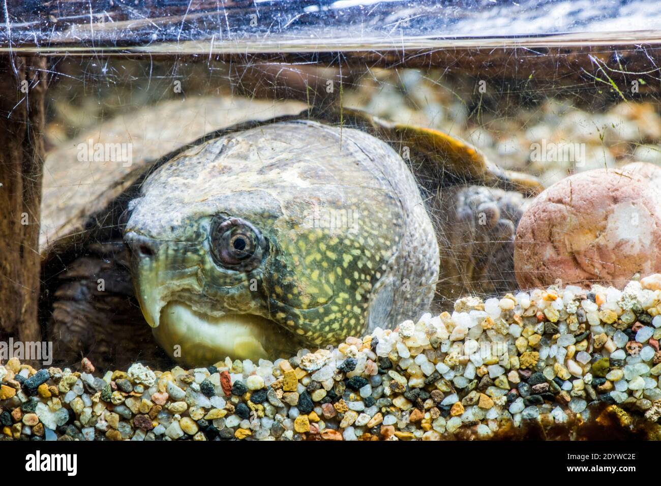 The big-headed turtle (Platysternon megacephalum) is a species in the ...