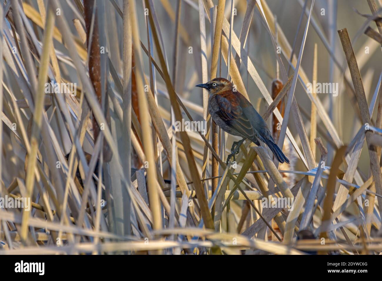 Rusty Blackbird Male High Resolution Stock Photography and Images - Alamy