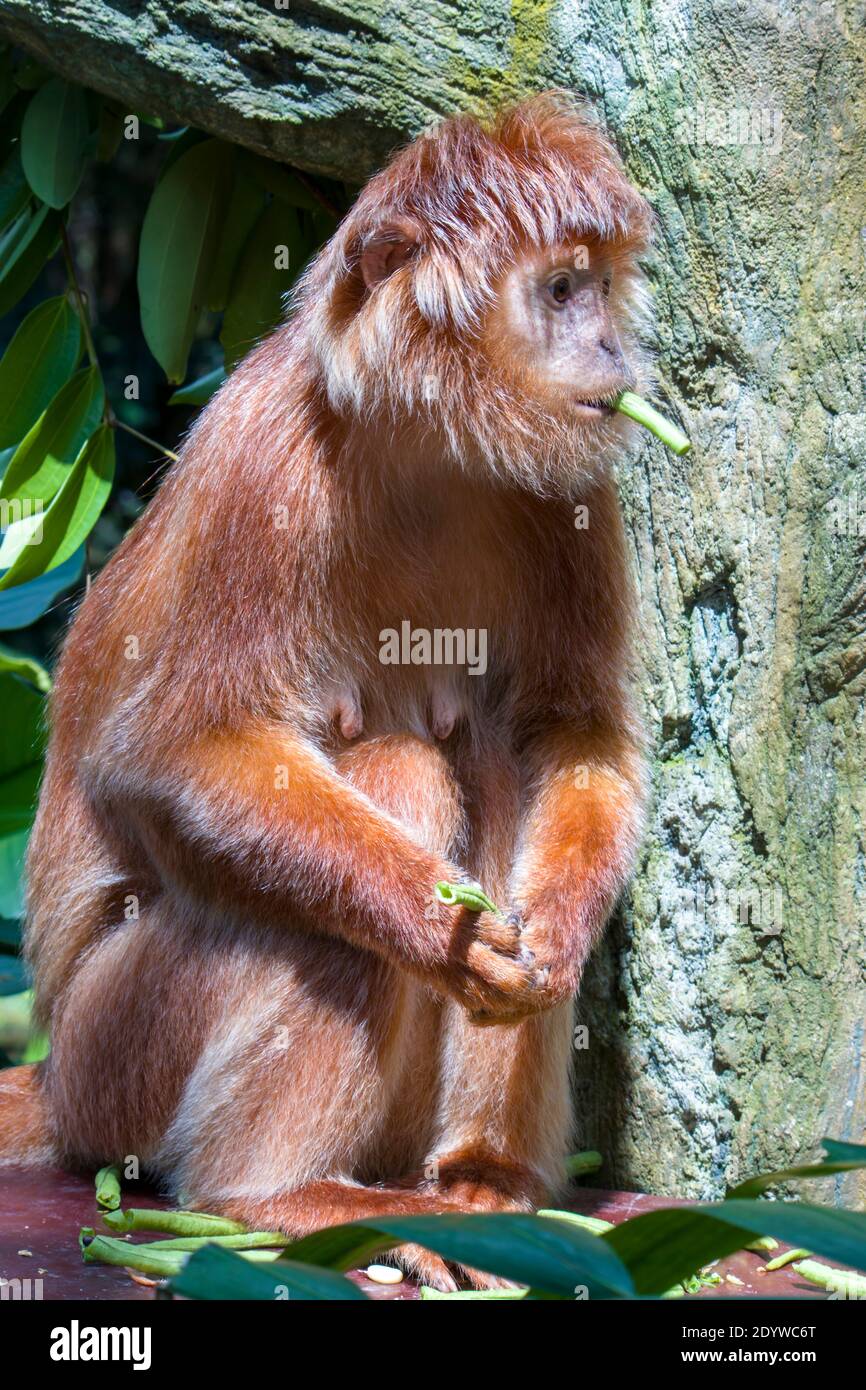 The Javan lutung (Trachypithecus auratus) has Cowpea in mouth like a ...