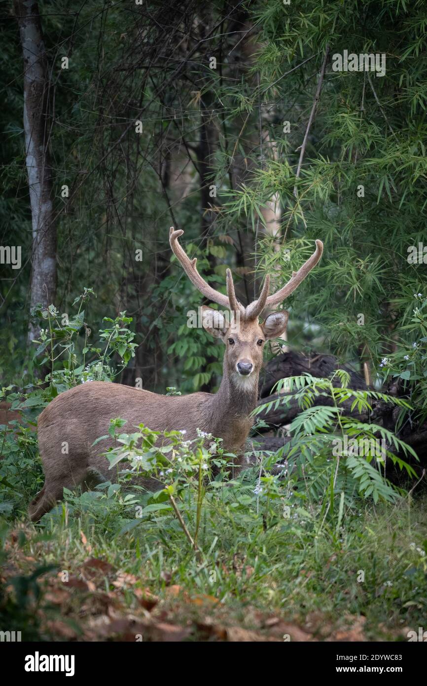 Eld's deer (Panolia eldii), also known as the thamin or brow-antlered ...