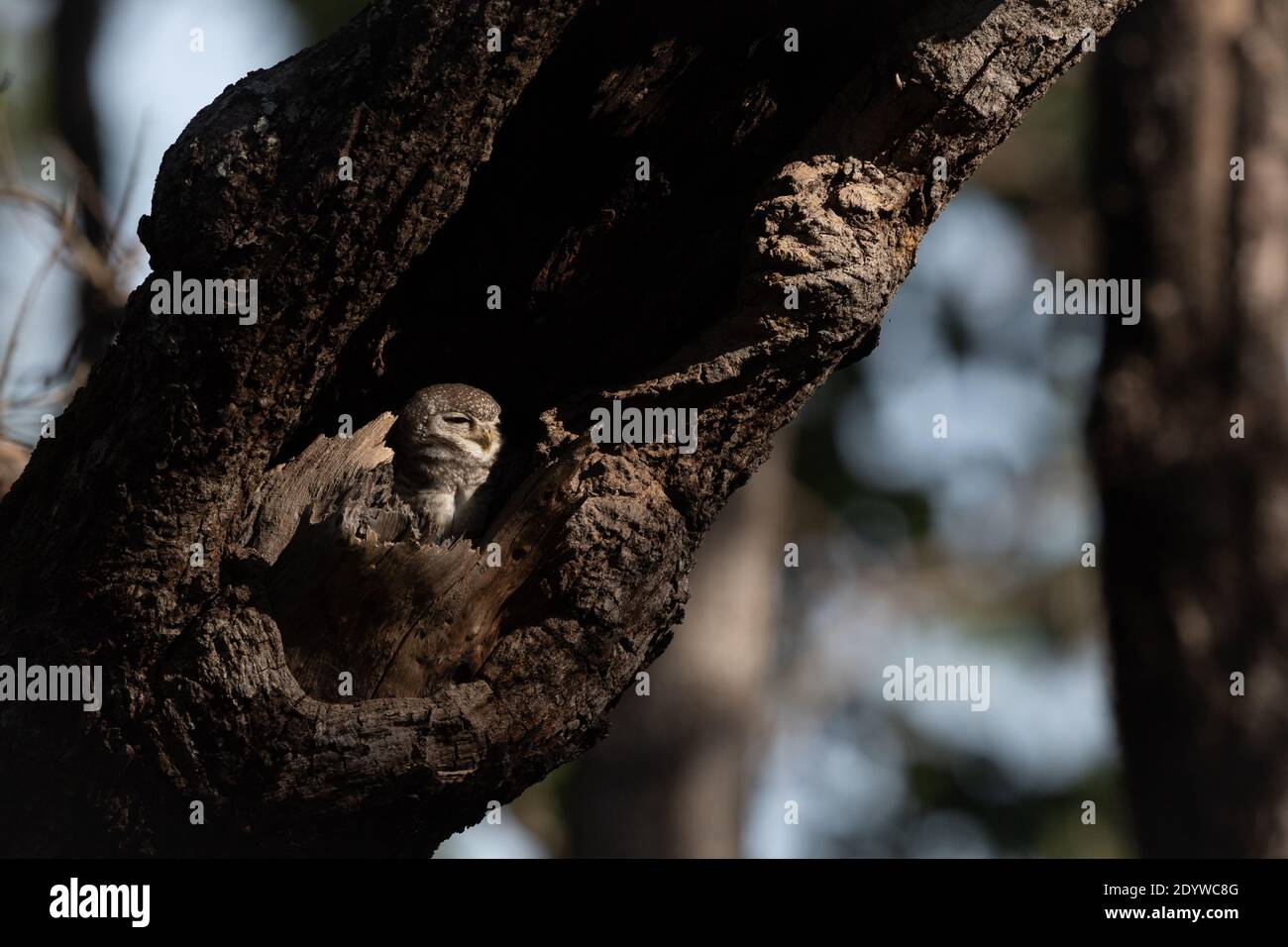 Little owlet hi-res stock photography and images - Alamy