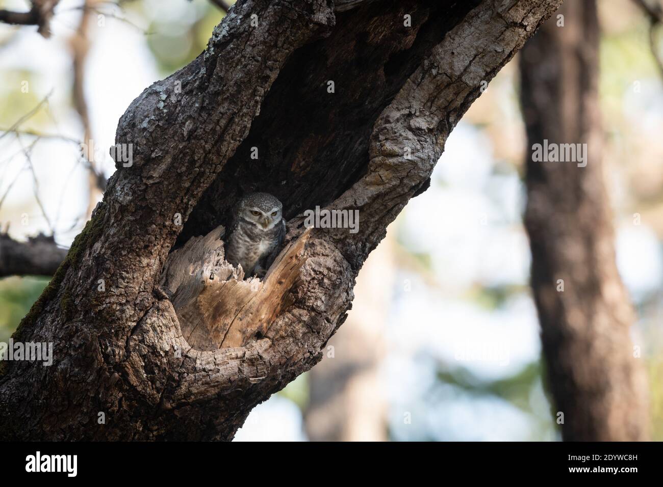 Athene brama mayri hi-res stock photography and images - Alamy