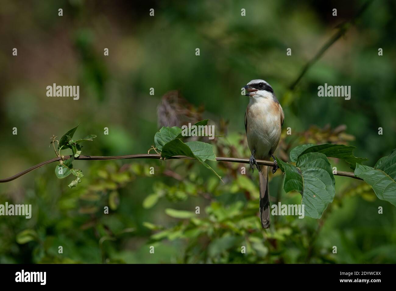 The grey-backed shrike (Lanius tephronotus) is a bird in the family ...
