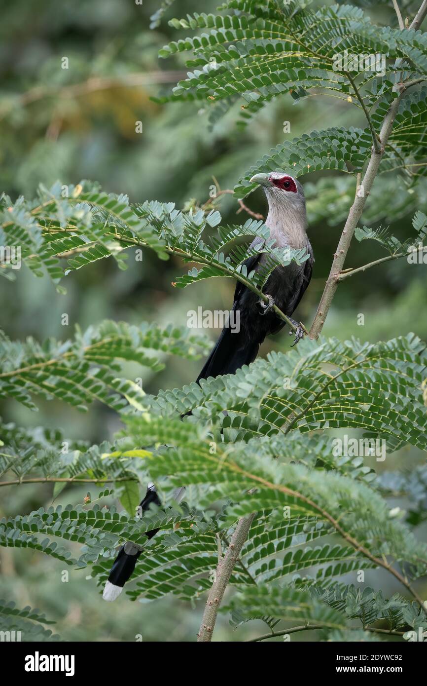 Indian cuckoo hi-res stock photography and images - Alamy