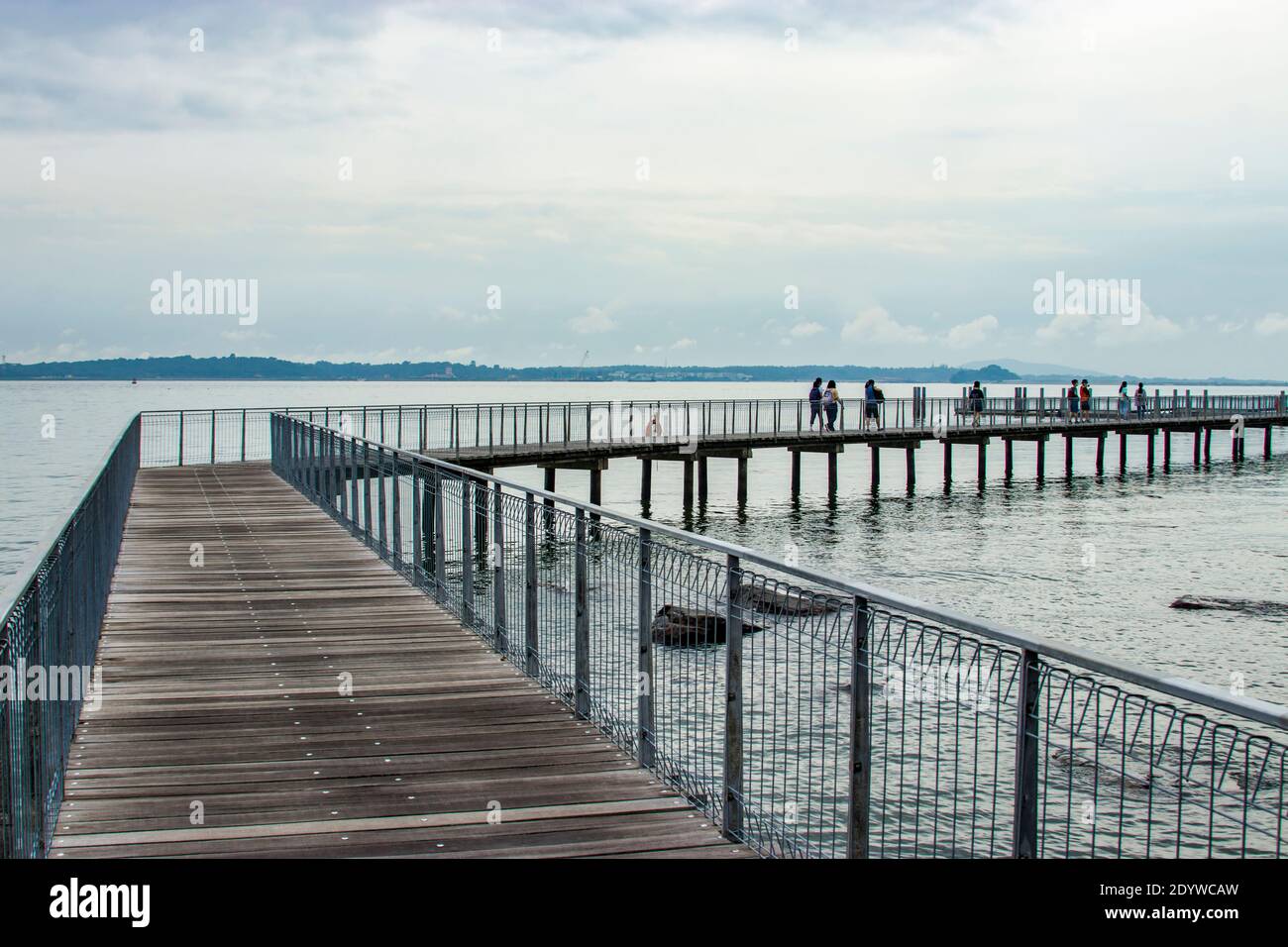 the boardwalk, rock beach and red mangrove in Chek Jawa wetland. It is ...