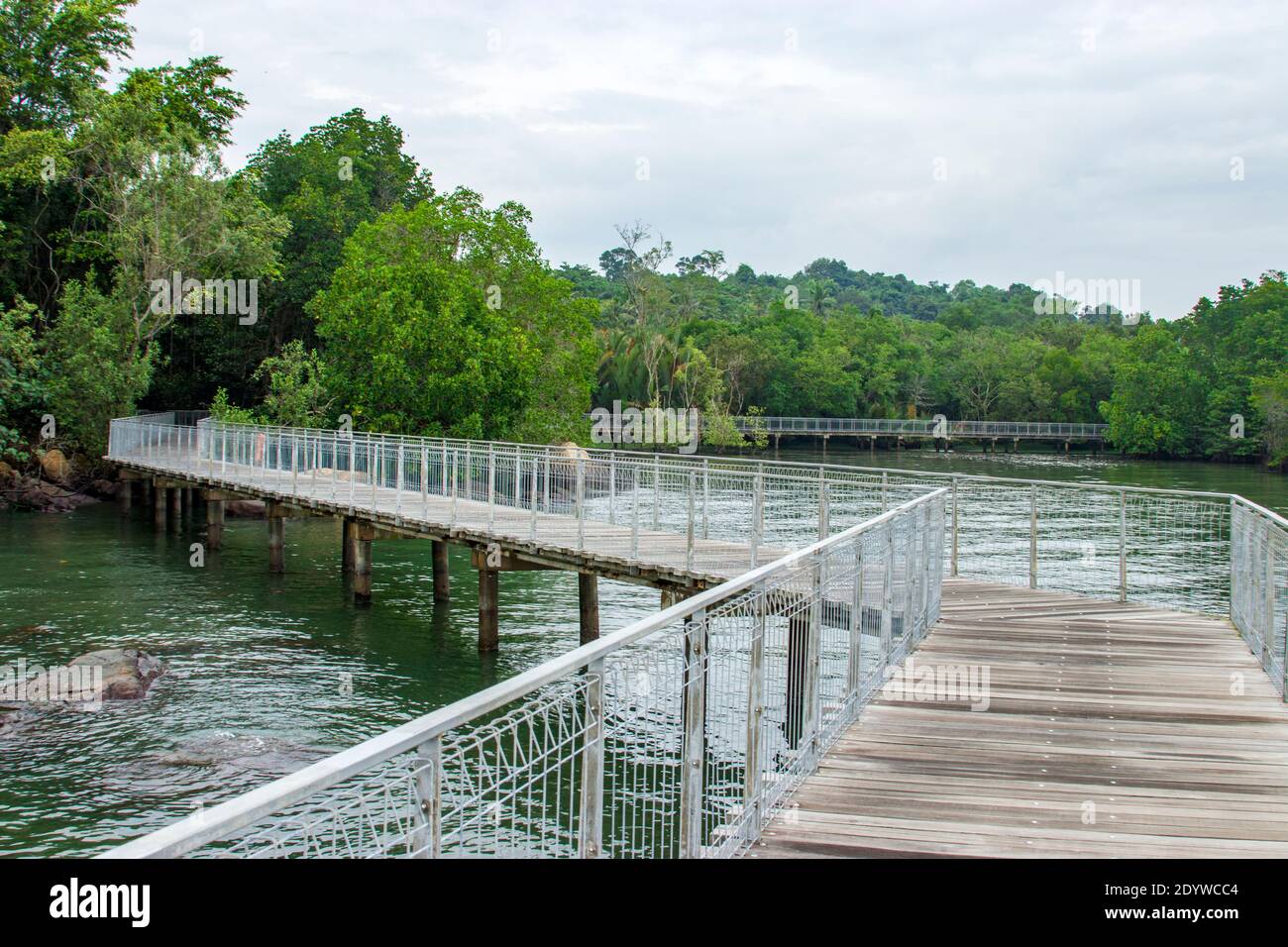 the boardwalk, rock beach and red mangrove in Chek Jawa wetland. It is ...